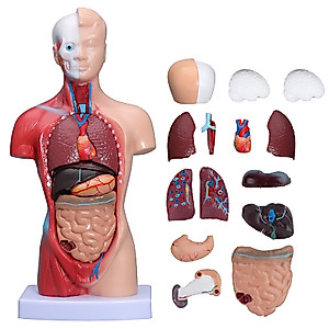 ANNWAH Human Torso Body Anatomy Model - Human Anatomy Torso Model 15 Pcs Demountable Parts with Heart Visceral Brain Skeleto for Medical Student Learning Tool