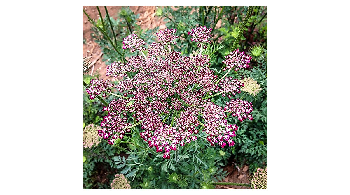 Dara Queen Anne's Lace Seeds - Organic Non-GMO Flower Seeds USA