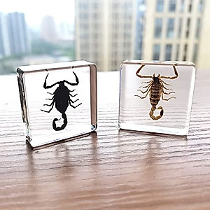 FlyingBean Insect Specimens Set, Black Scorpion and Yellow Scorpion Specimens in Resin, Animal Taxidermy Collection for Science Education & Desk Ornament, (FBBJ-03)