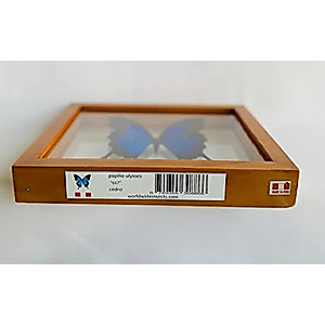 Wall Decor Framed butterfly Worldwide Insects The Ulysses Butterfly (Papilio Ulysses) - 6x7 inches - Glass - Taxidermy Collectible - Gift