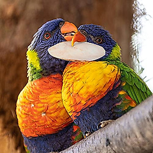 M/B Cuttlebone Toys for Birds, 10 Pcs Natural Cuddle Bone Parrot Chew Toys, Chewing Cuttlefish Bone Bird Cuttlebone, Natural Birds Chewing Cuttlefish Bone (10cm)