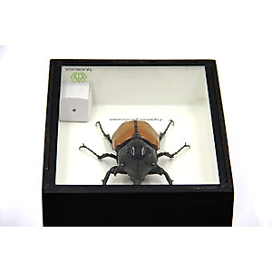 Rare Giant 5 Horn Rhino/Rhinoceros Beetle, Eupatorus gracilicornis, Taxidermy Insect Box Entomology Gift (Black Wooden Box)