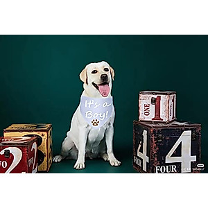 Waghaw Gender Reveal Dog Bandana, It's A Girl It's A Boy Dog Bandana Gender Reveal Bandana for Small Medium Large (Small (Pack of 1), Blue)