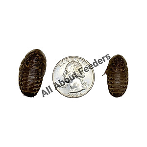 50 Large Dubia Roaches in Cup