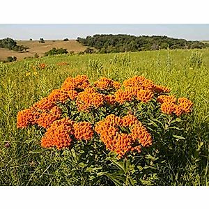 Orange Milkweed Plant Live Butterfly Milkweed Plant Asclepias Tuberosa Starter Plant