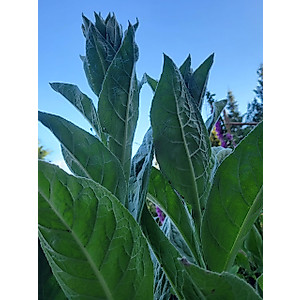 1000 Great Mullein Seeds (Verbascum Thapsus)