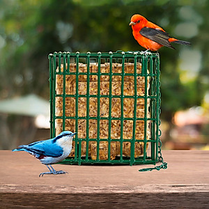 C&S Wild Bird EZ Fill Suet Basket, Green