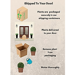 Drift Popcorn Rose, 2 Gal