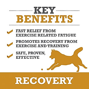 WINPRO Recovery Chews for Dogs, Plasma-Powered for Active Dogs, Immune System Support, and Dog Training Support for Competition and Sport Muscle Recovery and Agility, 60 Count, Made in USA
