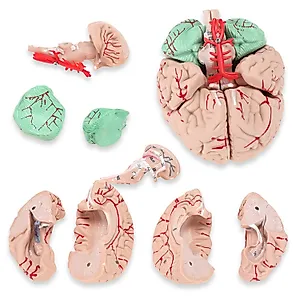 ASINTOD Human Color Skull Model with Brain, Life Size Anatomical Model, Color Coded Partitioned Skull, 8 Part Brain Human Skull Anatomical Model