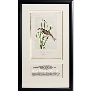 The Large billed Marsh Sparrow