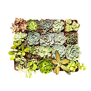 Succulent Assorted Pack- Perfect for Weddings, Party Favors, Home Gardens, and Social Events by Jiimz (20 Pack)