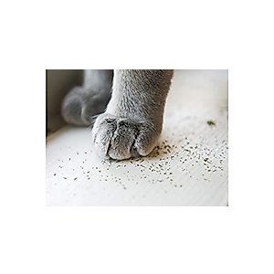 Meowijuana® Kalico Kush - Valerian Root and Catnip Blend - Large Bottle