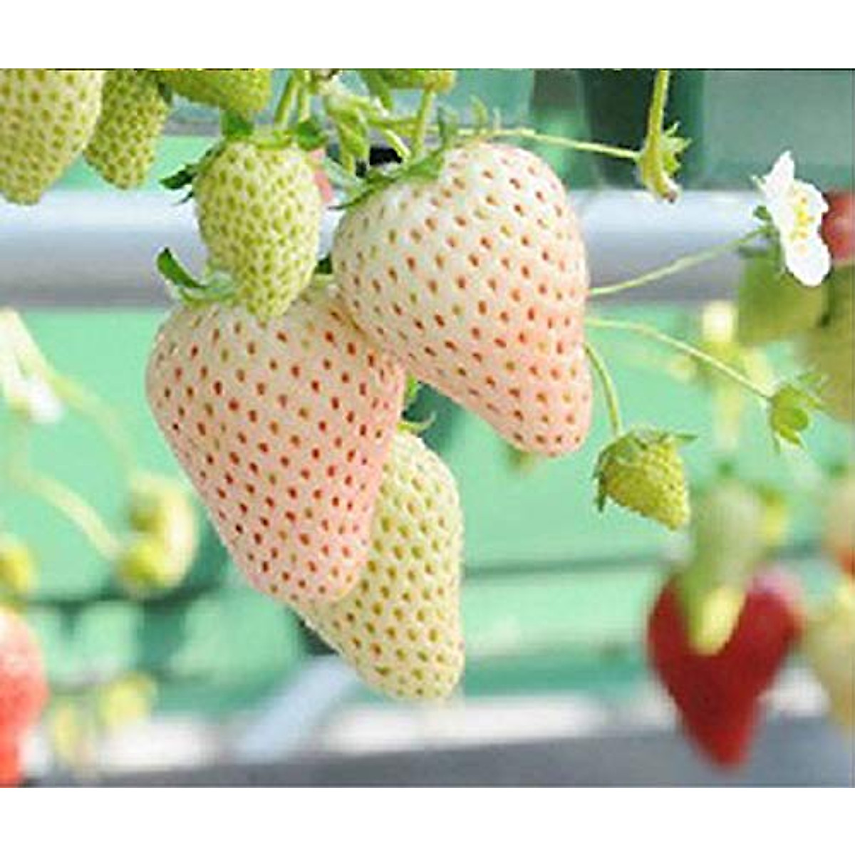 200+ White Strawberry and Red Strawberry Seeds Bonsai Berry Fruit Plants Garden Non-GMO