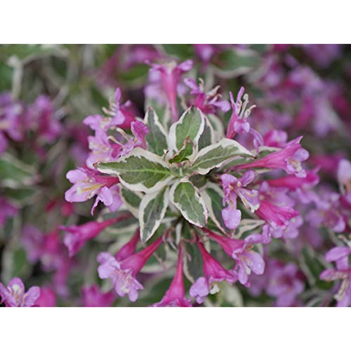 4.5 in. Quart My Monet Purple Effect (Weigela) Live Plant, Purple Flowers