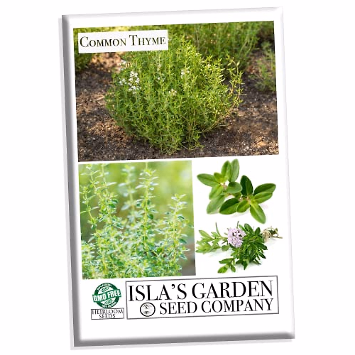 Common Thyme Seeds for Planting, 1000+ Seeds Per Packet, (Isla's Garden Seeds), Non GMO & Heirloom Seeds, Botanical Name: Thymus vulgaris, Great Herb Garden Seeds