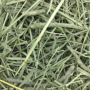Oxbow Animal Health Western Timothy Hay - All Natural Hay for Rabbits, Guinea Pigs, Chinchillas, Hamsters & Gerbils-Veterinarian Recommended- Digestive & Dental Health- Grown in the USA- 9lb.