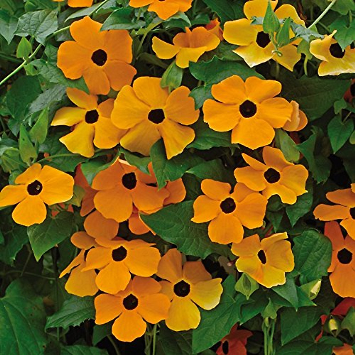 Black Eyed Susan "Vine" Flower Seeds for Planting, 25+ Heirloom Seeds Per Packet, (Isla's Garden Seeds), Non GMO Seeds, Botanical Name: Thunbergia alata, Great Home Flower Garden Gift