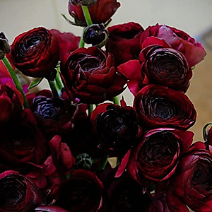 Ranunculus Bulbs - Black - 100 Bulbs - Black Flower Bulbs, Corm Attracts Bees, Attracts Pollinators, Easy to Grow & Maintain, Fragrant, Container Garden