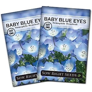 Sow Right Seeds - Baby Blue Eyes Flower Seeds for Planting - Beautiful to Plant in Your Home Garden - Indoors or Outdoors - Non-GMO Heirloom Seeds - Attract Pollinators - Great Gardening Gifts (2)