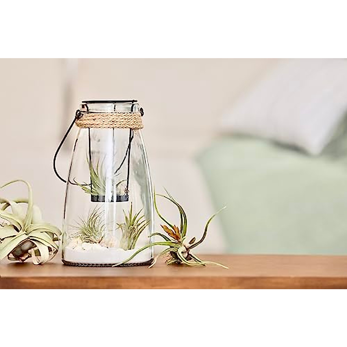 Air Plant Low Light House Plants Box (8PK) Tillandsia Air Plants Live Houseplants Live Indoor Plants Live Succulents Plants Live Terrarium Plants Live, Air Plant Holder Airplant Kit by Plants for Pets
