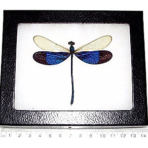 BicBugs Neurobasis kaupi Real Framed Blue Clear Wings Dragonfly DAMSELFLY Indonesia