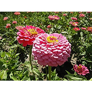 150+ Mixed Double Zinnia Seeds Flower Garden Big Bright Beautiful Variety Butterfly