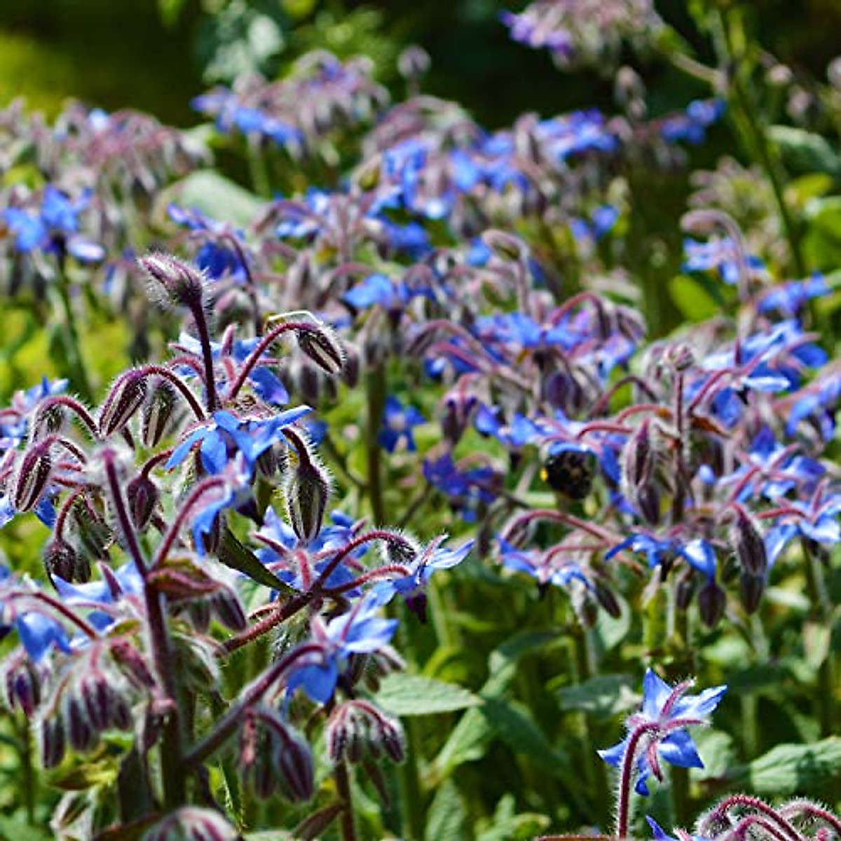 Outsidepride Borago Officinalis Borage Herb Garden Flowering Plants Great for Bee Pollination - 1 LB