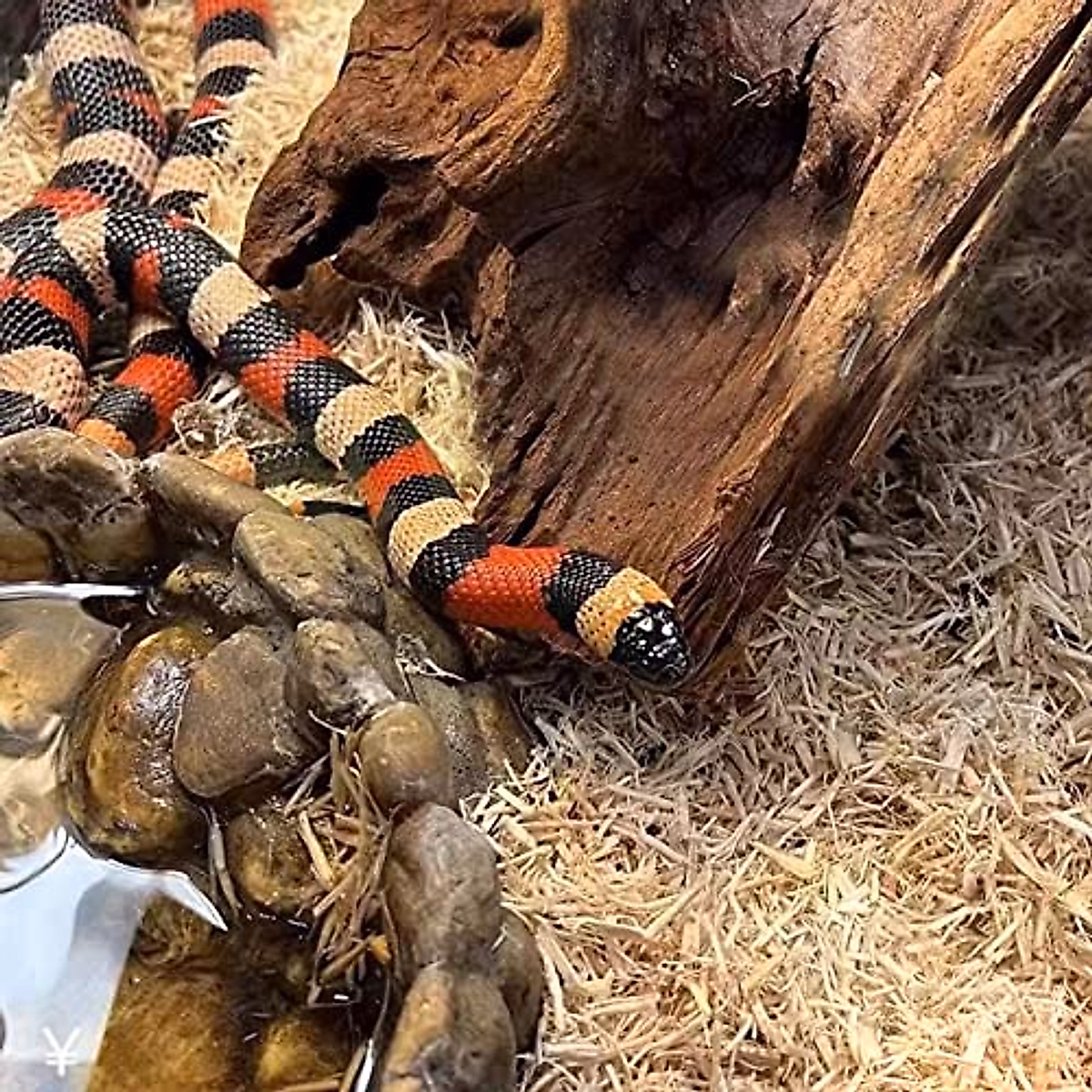 BNOSDM Natural Reptile Terrarium Bedding Small Pet Select Premium Natural Aspen Bedding for Snakes Chickens Tortoise Rabbits Hedgehogs Guinea Pig and Other Small Animals