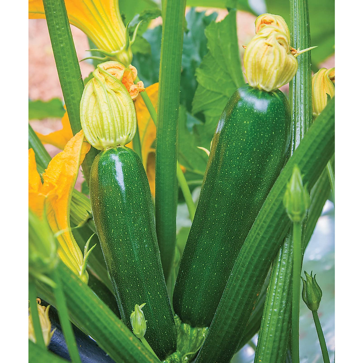 Burpee Best Zucchini Summer Squash Seeds 20 seeds
