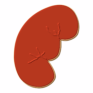 CookieCutterCom Brand Kidney Cookie Cutter 4 inch – 3d Printed Plastic – USA Made