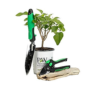 Proven Winners SYRPRC1157800 Scentara Double Blue Live Shrub 4.5" Quart Purple