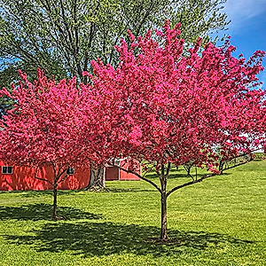 QAUZUY GARDEN 30 Seeds Flowering crabapple Seeds Crab Apple Malus Prairiefire Tree Shrub Bush Seeds- Striking Flowering Landscape Plant- Easy to Grow & Maintain