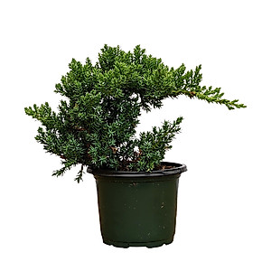Healthy Juniper Outdoor Bonsai Tree - Easy to Care for, Responds Well to Wiring and Reshaping, Strictly an Outdoor Tree, Can be Added to a DIY Kit