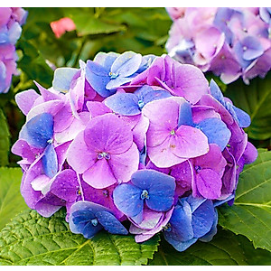 10 Pcs Mixed Color Multicolor Hydrangea Macrophylla Seed Bonsai Flower Plant Wedding Seeds