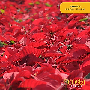 Costa Farms Anthurium Plant, Live Indoor Houseplant with Red Flowers, Easy Grow Flowering House Plant in Cute Décor Pot, Birthday, Housewarming, Get Well Soon, Home, Room, Office Décor, 12-Inches Tall