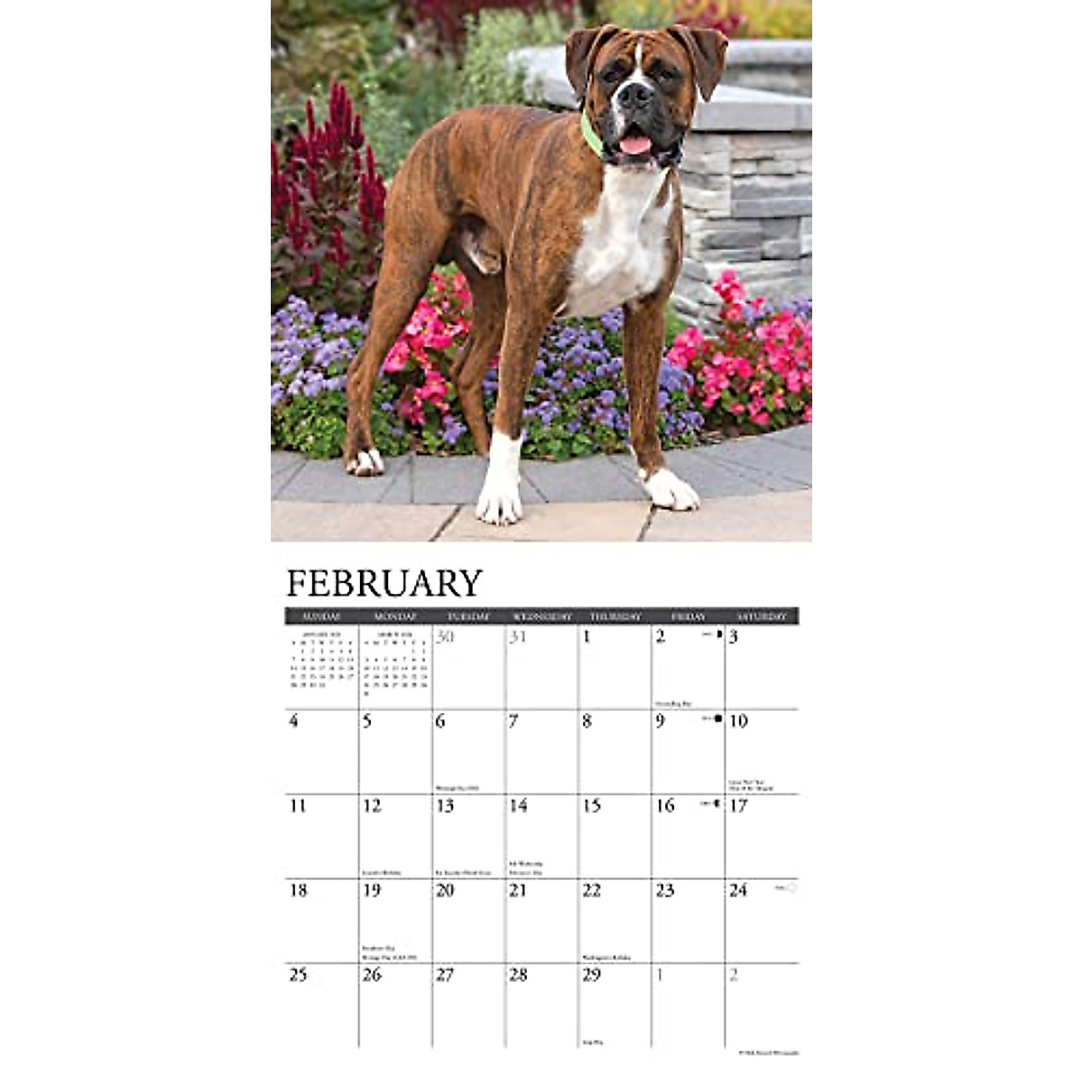 Willow Creek Press Boxers Monthly 2024 Wall Calendar (12" x 12")