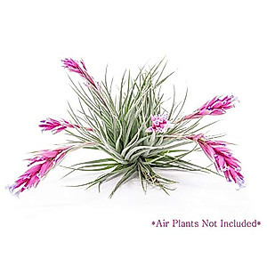 Tillandsia Air Plant Food | Fertilizer Kit with Spray Bottle and Mister | Encourages Air Plants to Bloom with Formulated Nutrients by Aquatic Arts