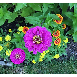 EarthPods Premium Flower Fertilizer - Easy Organic Flower Plant Food Spikes - 100 Capsules - Boost Blossoms (Great for Roses, Potted Annuals, Perennials, Flower Bulbs, Hanging Baskets)