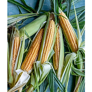 Burpee Golden Bantam Sweet Corn Seeds 200 seeds