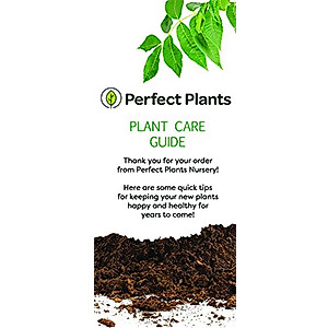 Perfect Plants Anna Apple Tree Live Plant, 4-5', Includes Care Guide