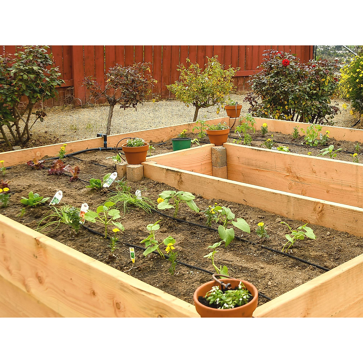 Habitech 1/4" Irrigation Dripline Tubing (100 Ft Roll) - 6" Emitter Spacing - 1/4" Drip Irrigation Fittings Included