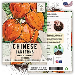 Seed Needs, Chinese Lantern Seeds for Planting (Physalis Alkekengi) Heirloom & Open Pollinated - Orange Ornamental Pods (2 Packs)