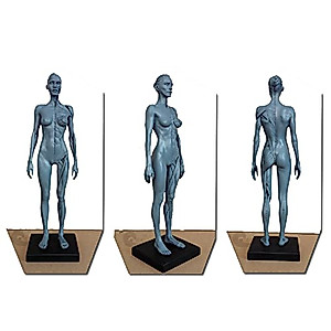 12 inch Resin Human Anatomical Anatomy Skull Head Body Model Muscle Bone Model Male and Female (Grey)