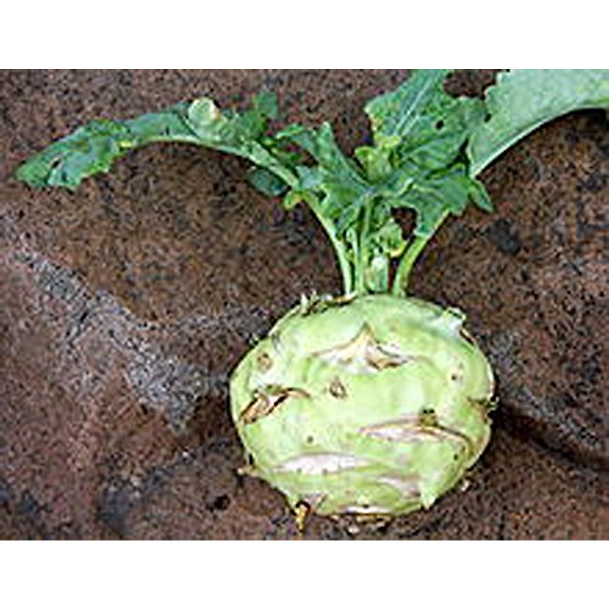 Kohlrabi Seed, Early White Vienna, Heirloom, Non GMO, 25 Seeds,