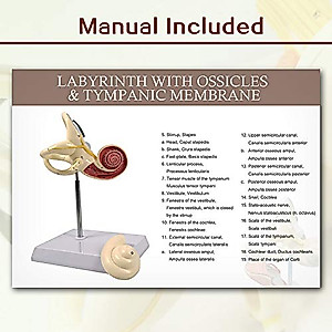 Inner Ear Model Labyrinth Model 2 Part 8X Cochlea Semicircular Canal & Vestibule Open Medical Anatomical Ear Internal Structure Model Human Organ Anatomical Model for Medical Study Display Teaching