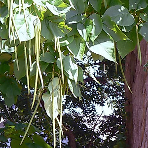 CHUXAY GARDEN 50 Seeds Catalpa Speciosa,Northern Catalpa Lovely Flowering Plant Large Deciduous Tree Hardy Catalpa Privacy Screen