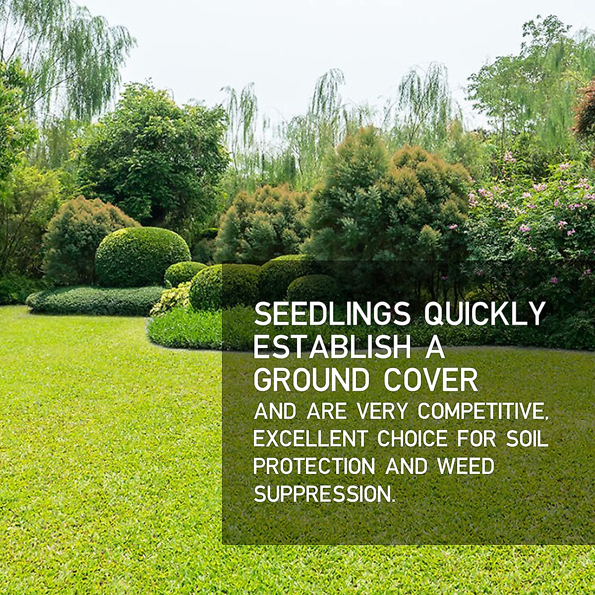 Hancock Seed Co. Ryegrass Seeds - 50 lbs.