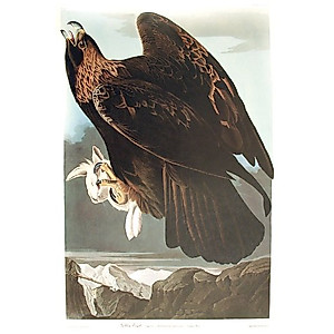 Golden Eagle. From"The Birds of America" (Amsterdam Edition)