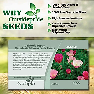 Outsidepride Poppy California Purple Gleam Wild Flower Seeds - 5000 Seeds